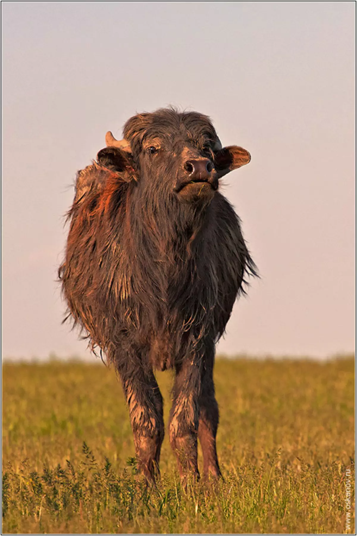 Safari ni Kalmykia 11761_13