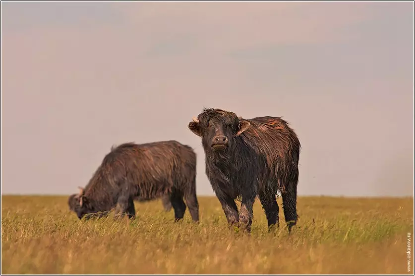 Safari ở Kalmykia. 11761_14