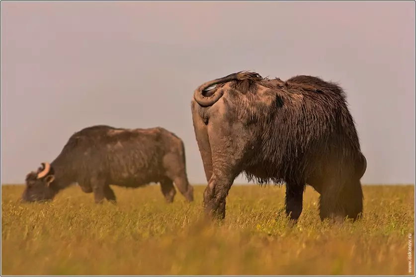 Safari in Kalmykia 11761_15