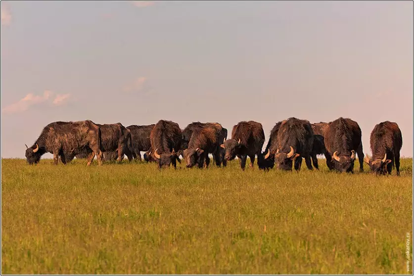 Safari ໃນ Kalmykia 11761_16