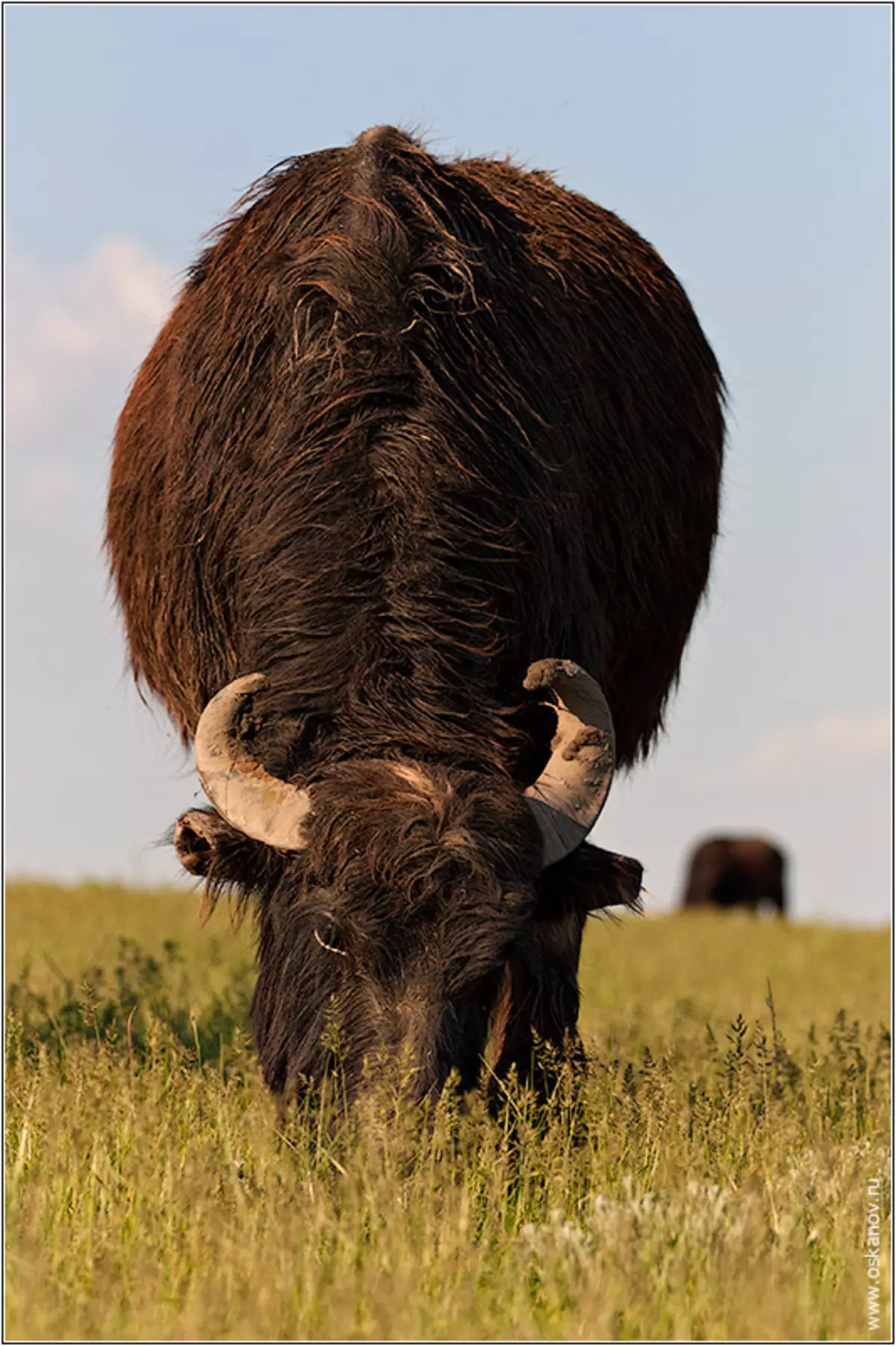 Safari in Kalmykia. 11761_17