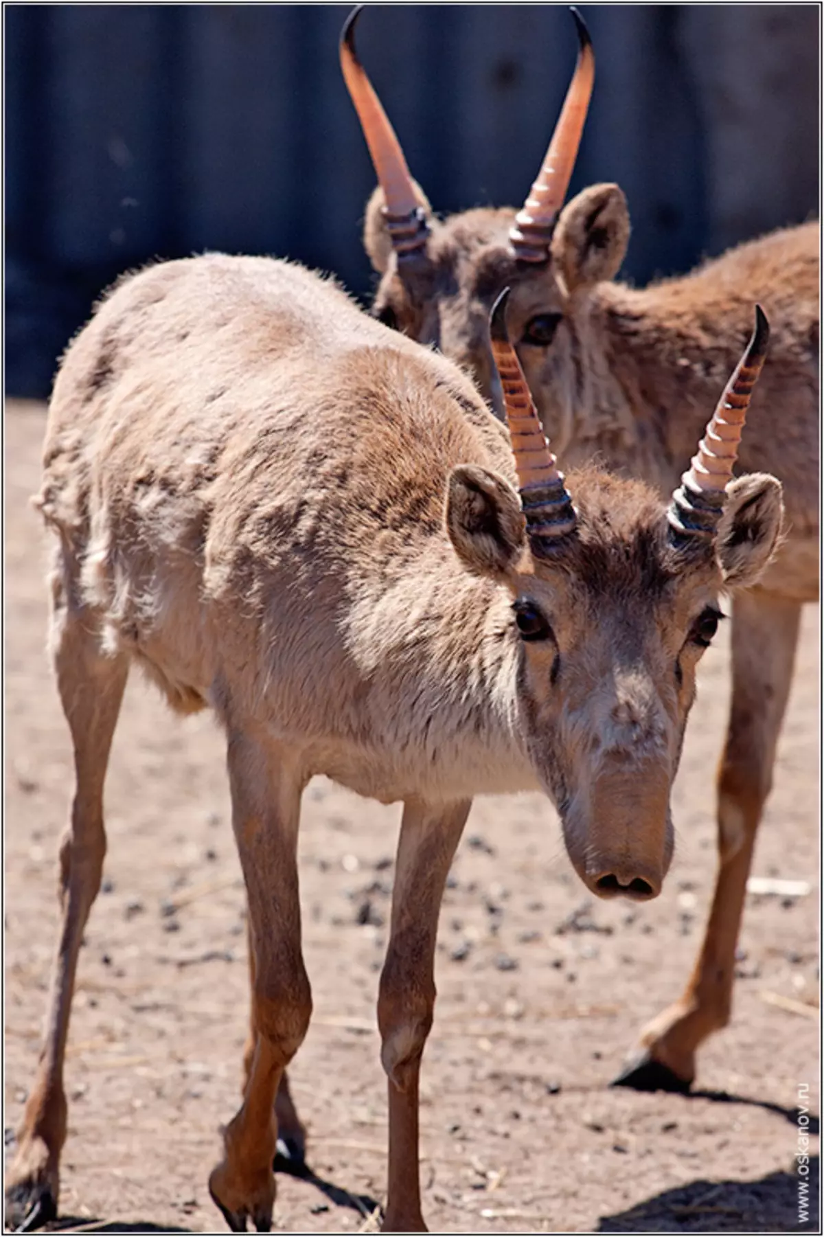 Safari in Kalmykia. 11761_18