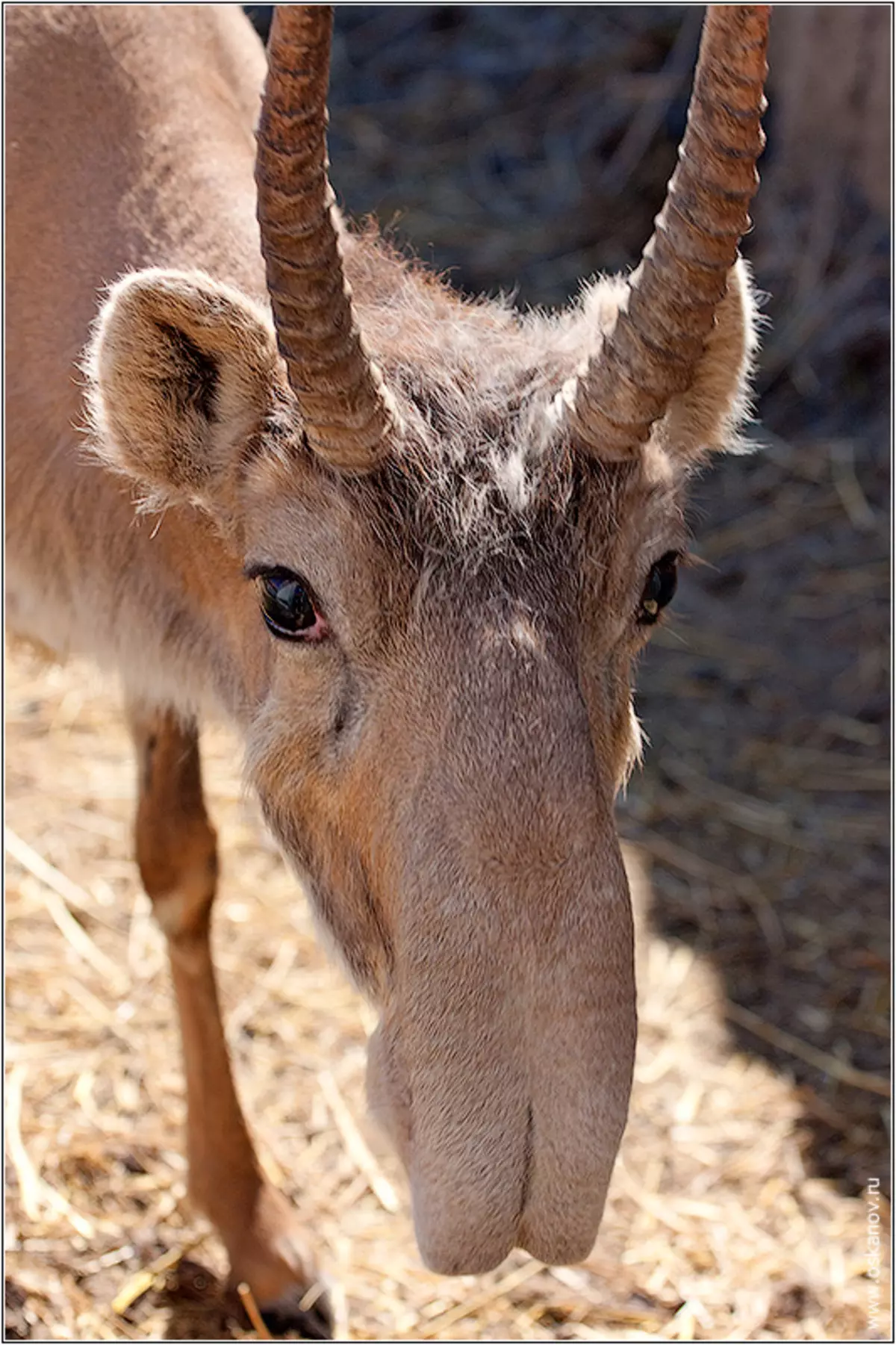 Safari ໃນ Kalmykia 11761_19