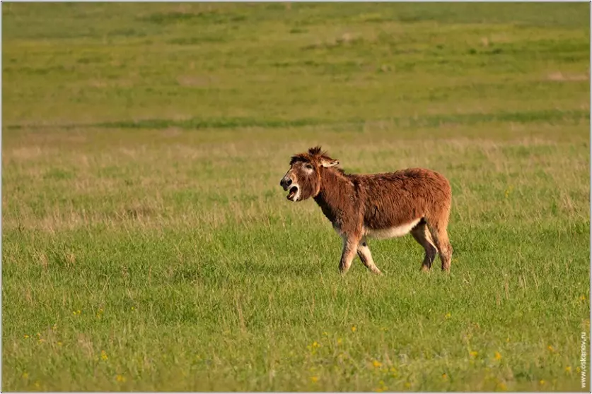 Safari in Kalmykia. 11761_2