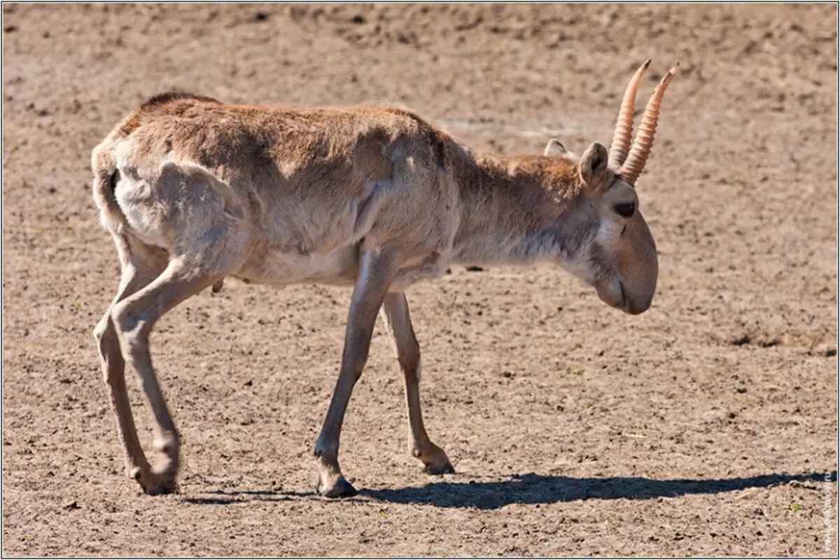 Safari ໃນ Kalmykia 11761_20