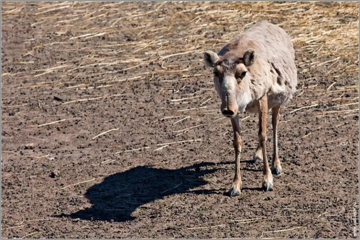 Safari ni Kalmykia 11761_21