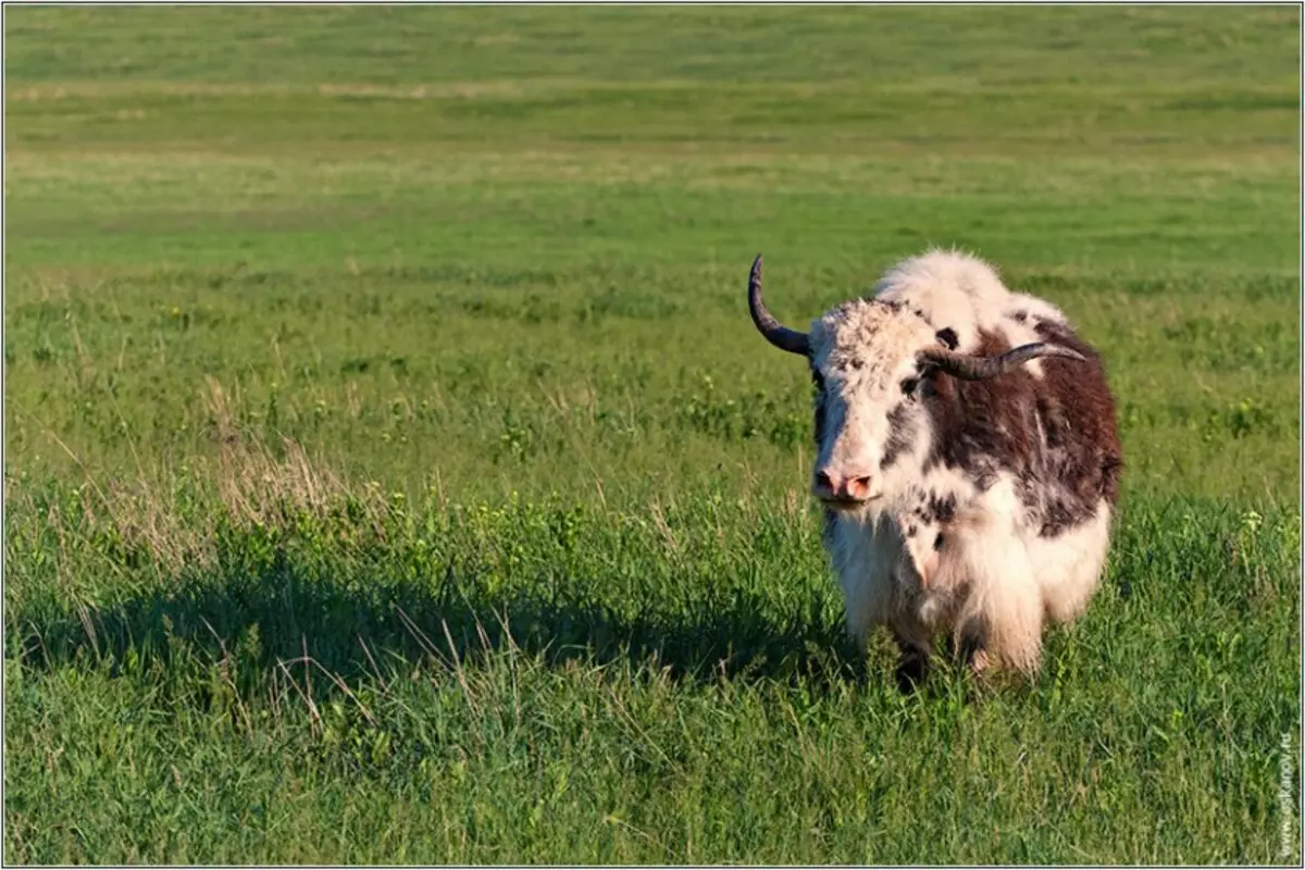 Safari ni Kalmykia 11761_22