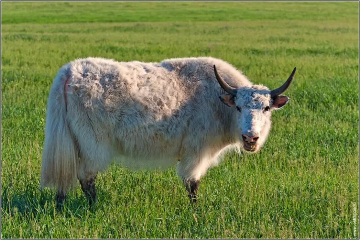 Safari ở Kalmykia. 11761_23