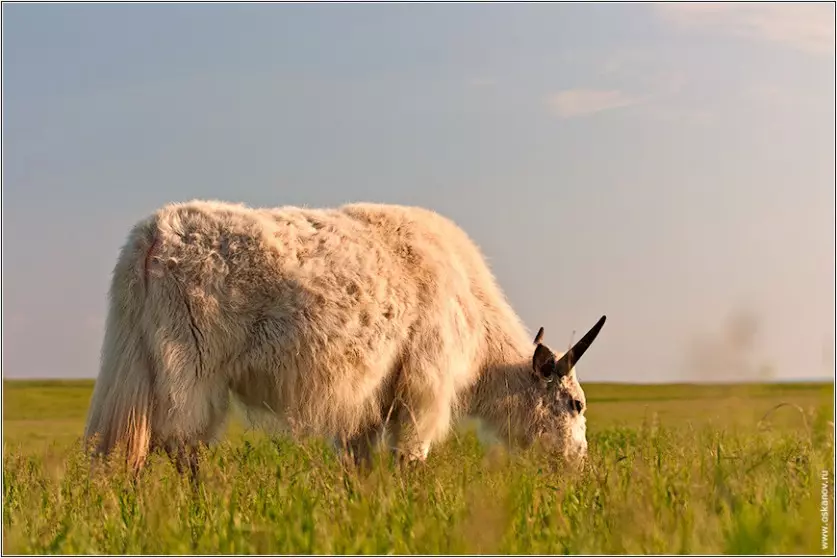 Safari ở Kalmykia. 11761_24