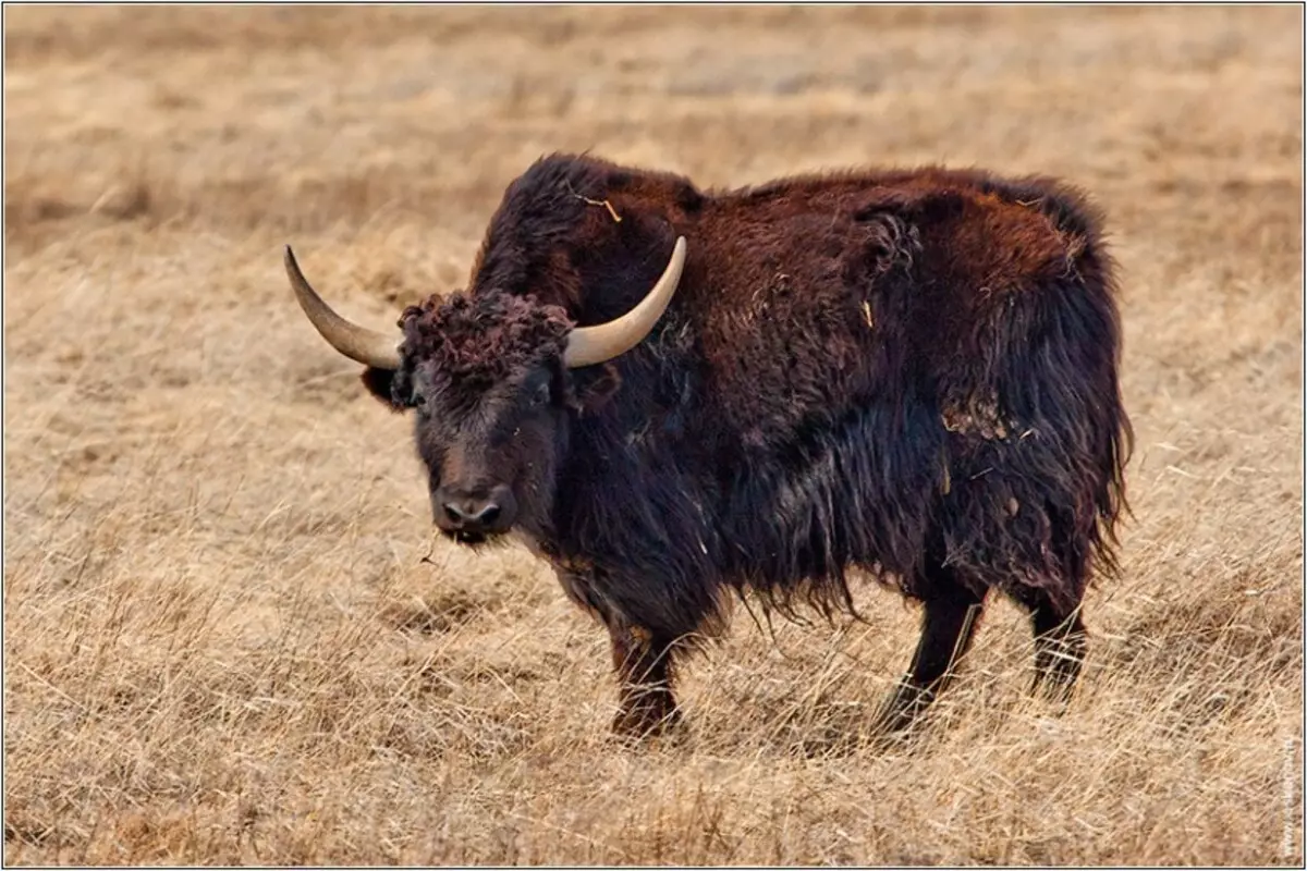 Safari in Kalmykia. 11761_25