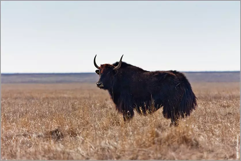 Safari ở Kalmykia. 11761_26