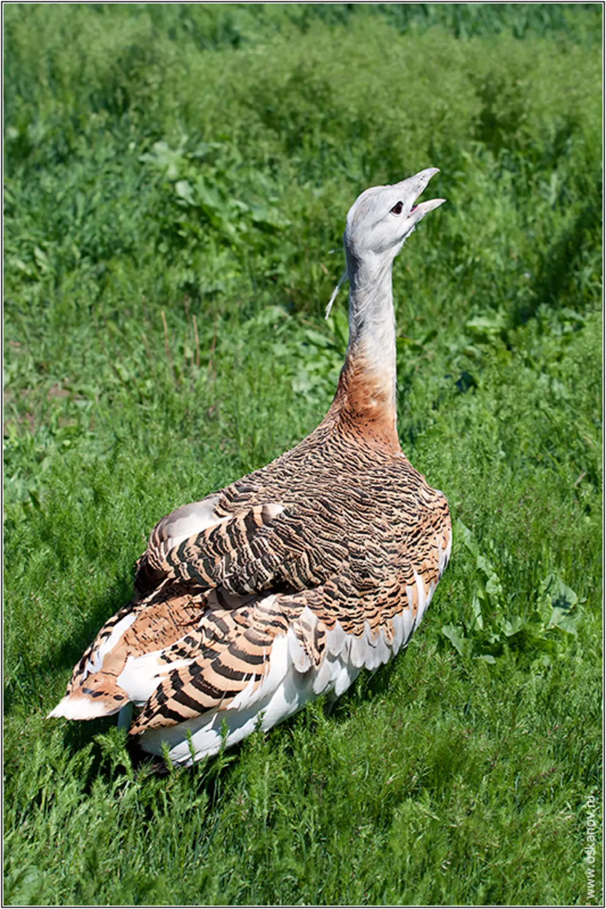 Safari in Kalmykia 11761_27