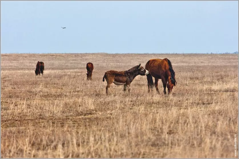 Safari ở Kalmykia. 11761_3