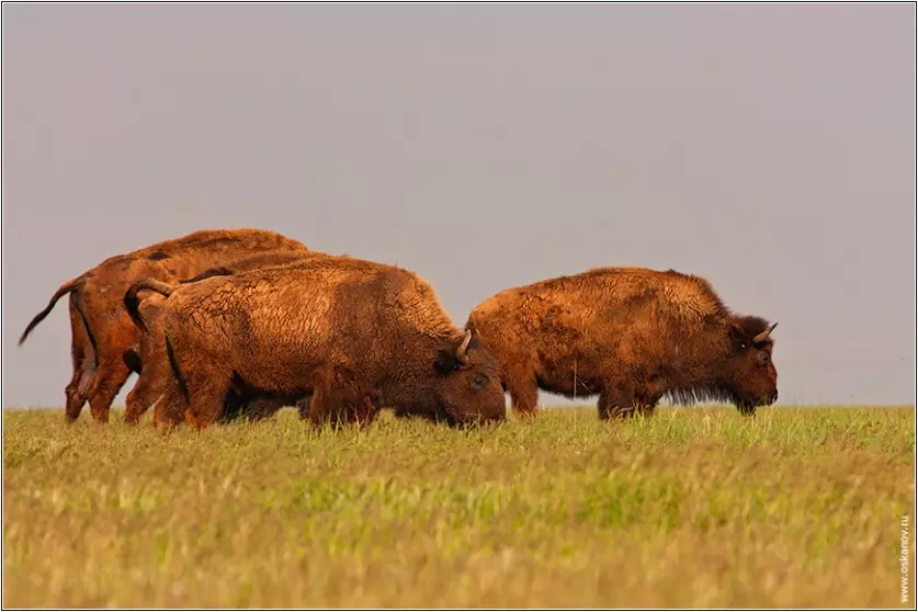 Safari ໃນ Kalmykia 11761_4