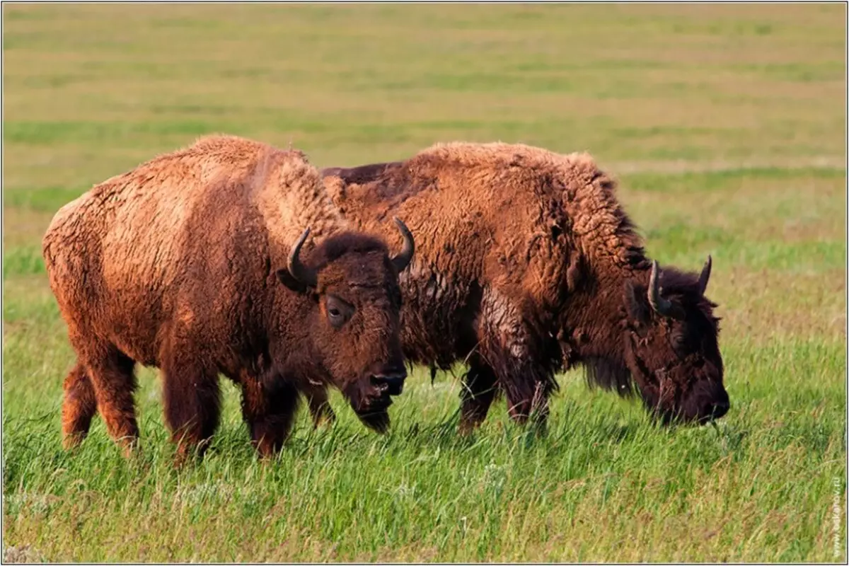 Safari ở Kalmykia. 11761_5