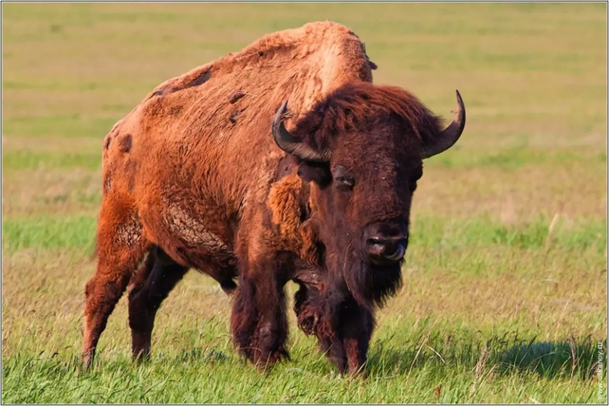 Safari in Kalmykia 11761_6