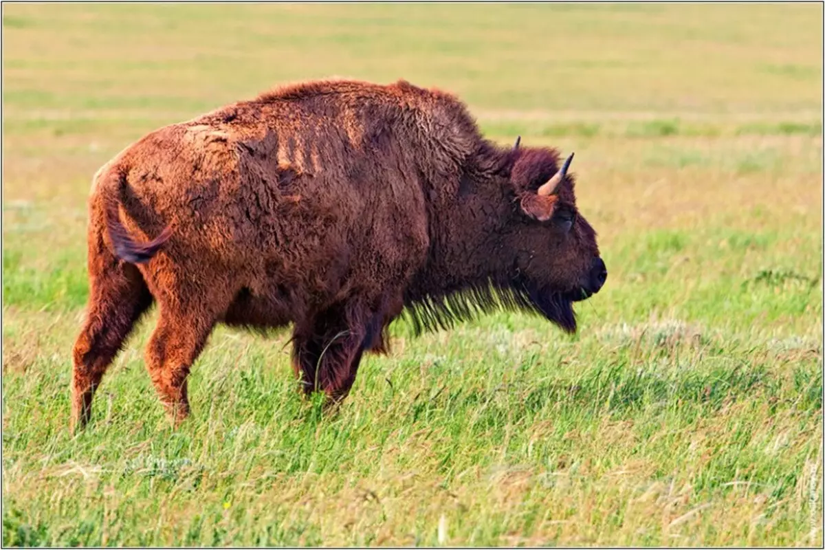 Safari ở Kalmykia. 11761_7