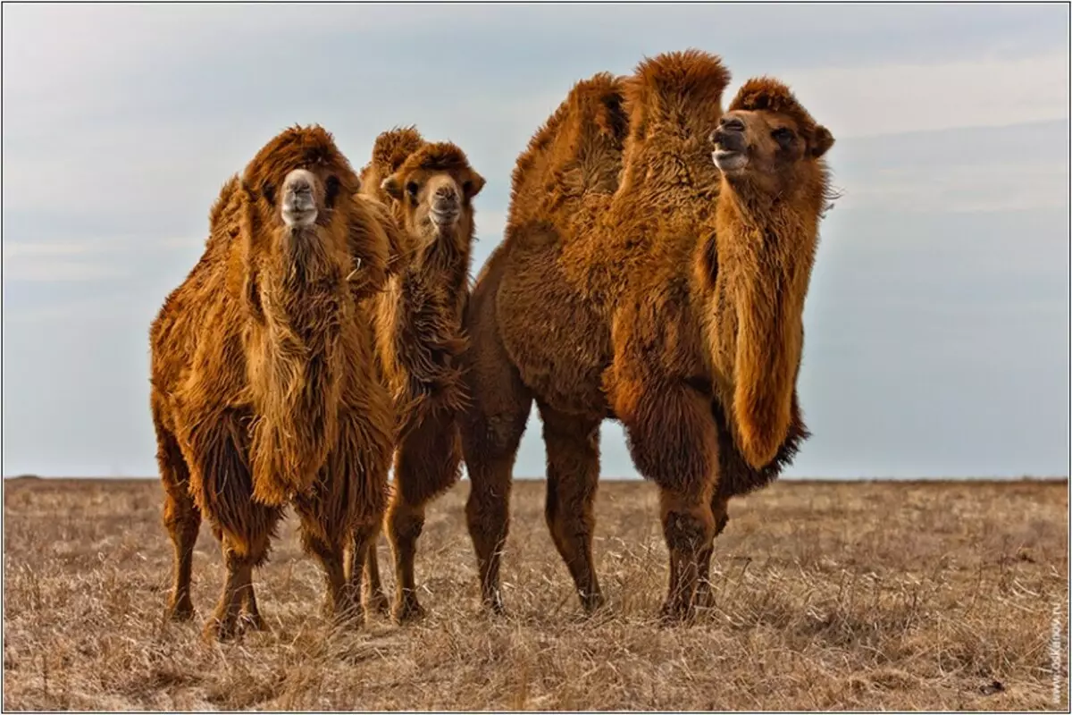 Safari in Kalmykia. 11761_8