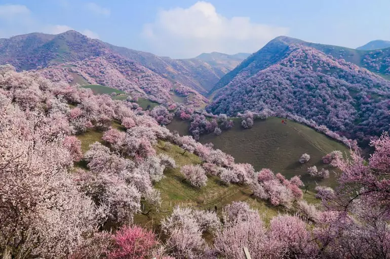 Blooming Ambrickos Valley: New Sightseeing of China 11880_1