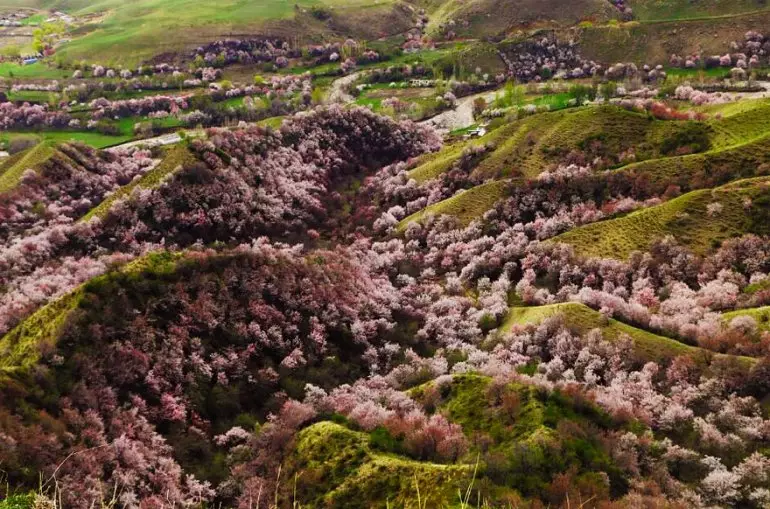 Blooming Ambrickos Valley: New Sightseeing of China 11880_10