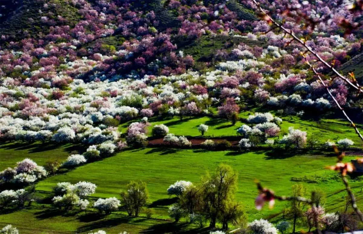 Blooming Ambrickos Valley: Sightseeing Baru China 11880_2