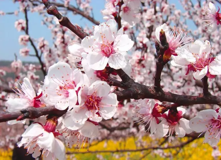 Blooming Ambrickos Valley: Sightseeing Baru China 11880_4