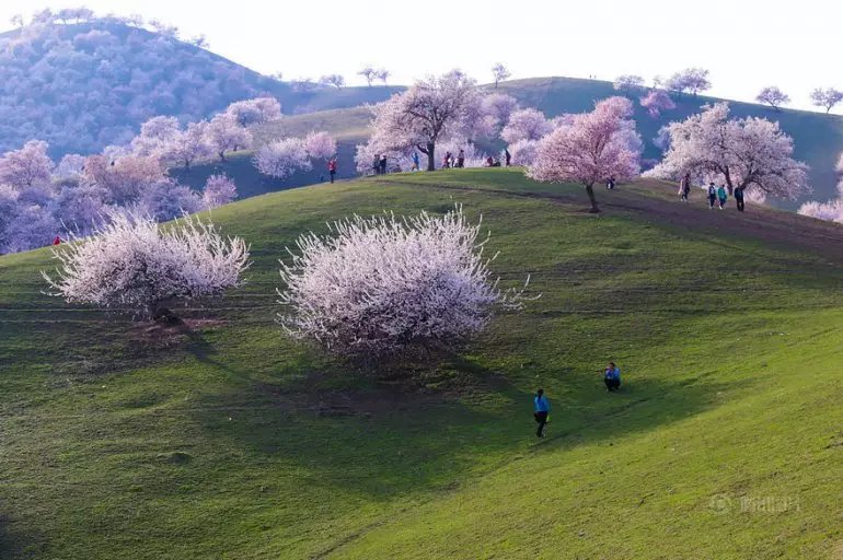 Blooming Ambrickos Valley: New Sightseeing of China 11880_5