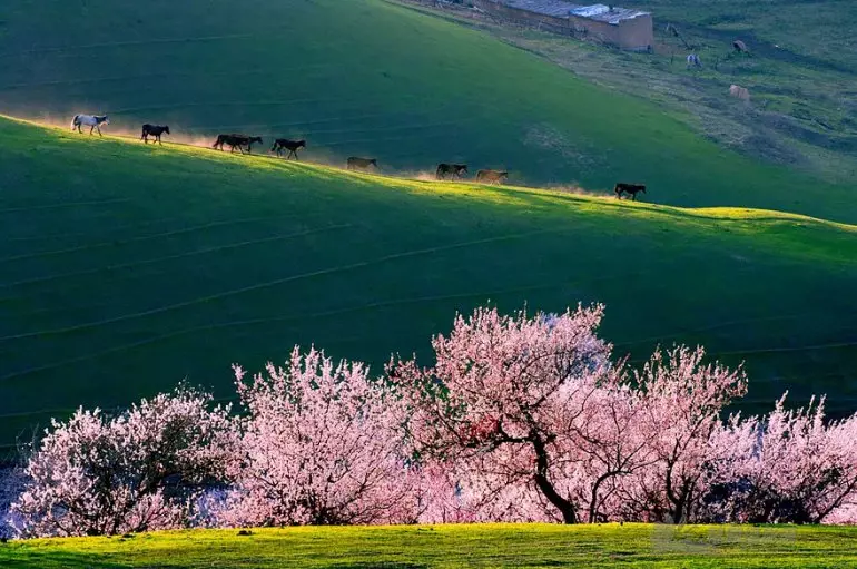 Blooming Ambrickos Valley: New Sightseeing of China 11880_6