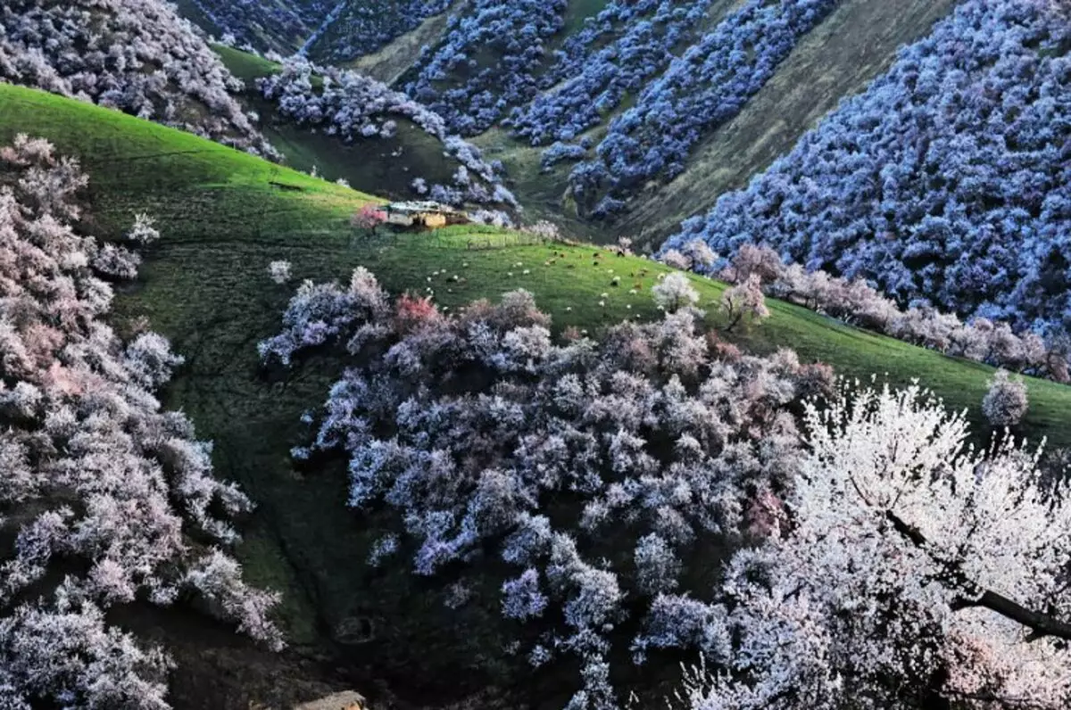 Blooming Ambrickos Valleley: nlegharị anya nke China 11880_7