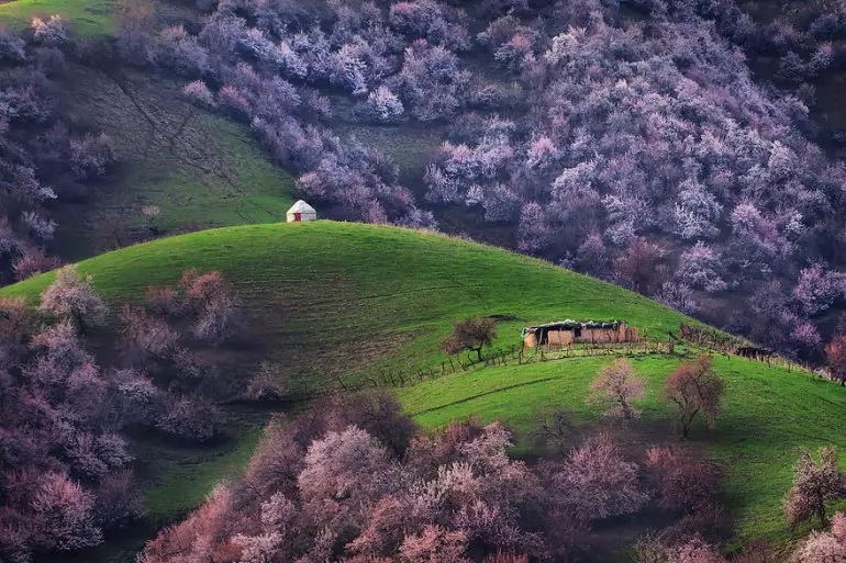 Blooming Ambrickos Valley: New Sightseeing of China 11880_9