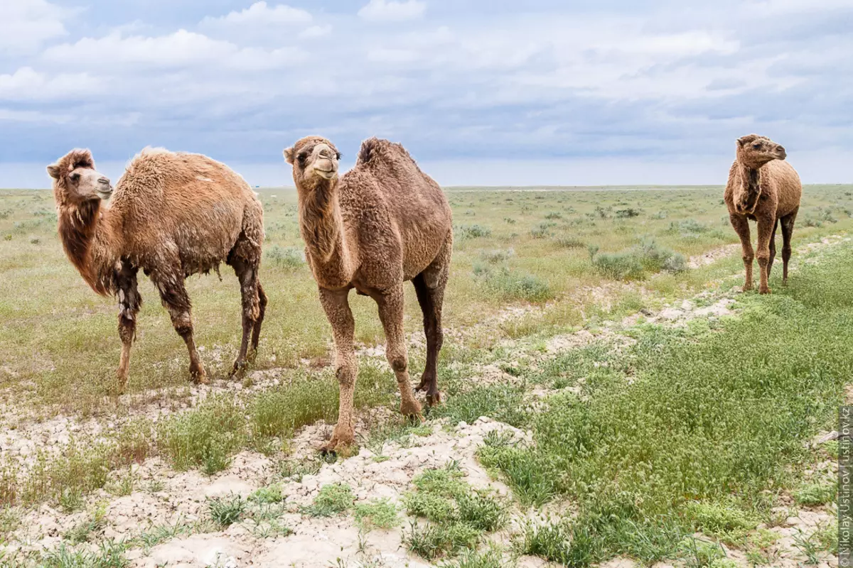 Paseo no sur de Kazakhstan 11958_12