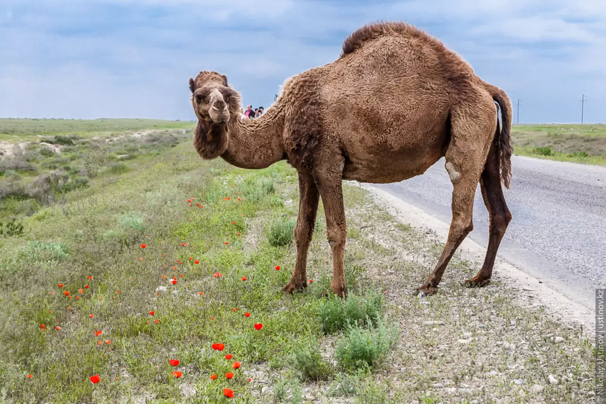 Paseo no sur de Kazakhstan 11958_14