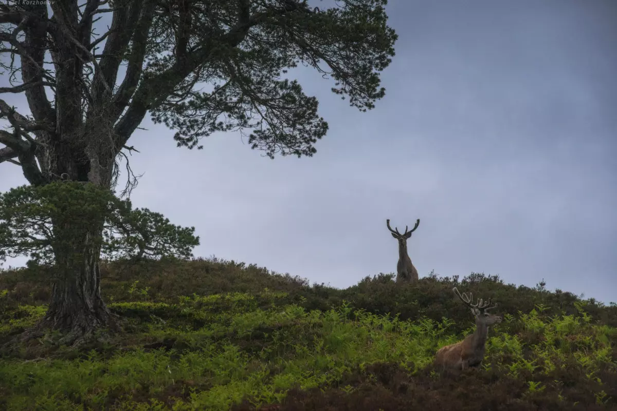 Scotland কাছাকাছি ভ্রমণ: লাইভ পাথর