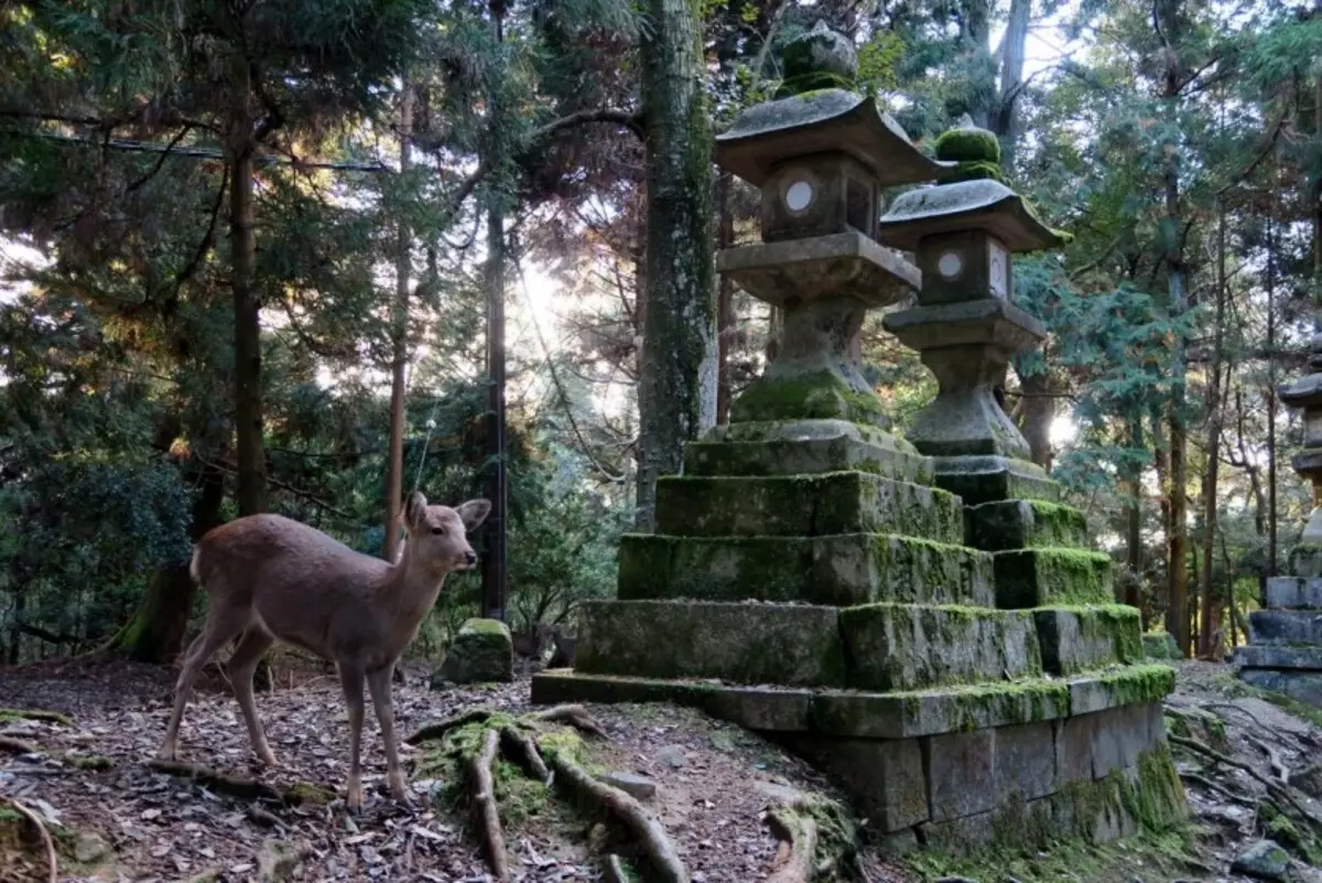 Disa shënime të shkurtra për Japoninë 12074_4