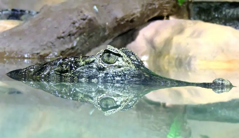 Krokodili në kopshtin zoologjik të Australisë