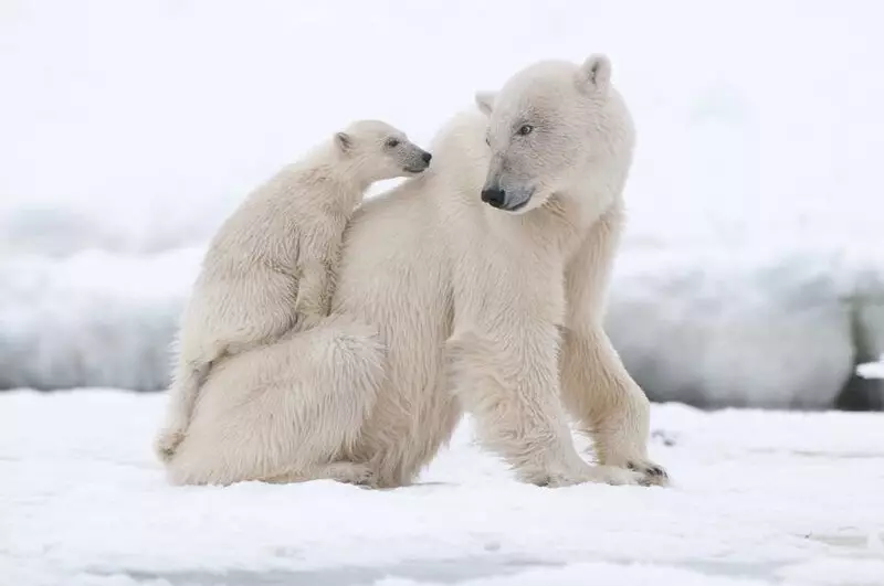 Polar Beared ing San Diego Zoo