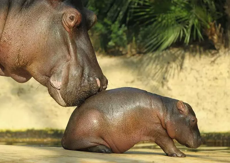 Hippo në kopshtin zoologjik Berlin