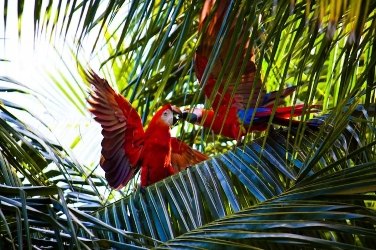 Parrots në Parkun Loro