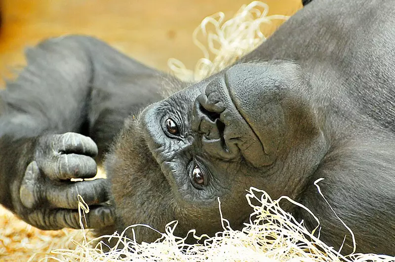 Monkey in prague zoo