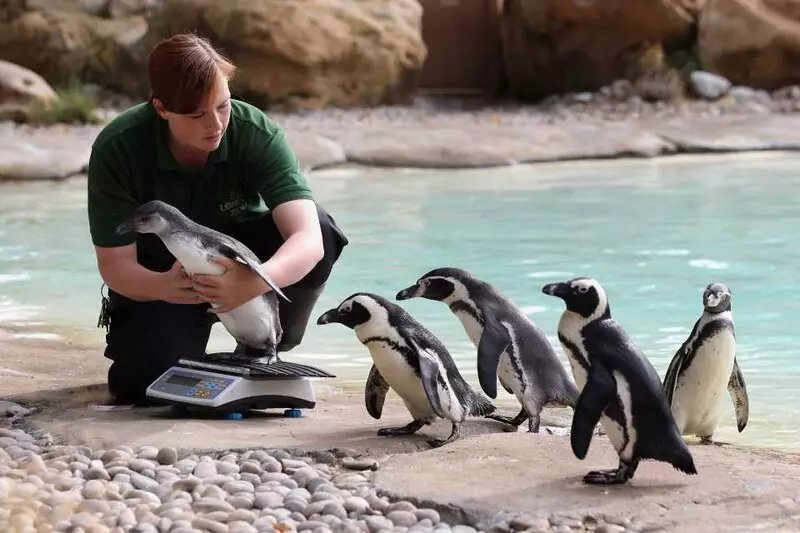 Penguins në kopshtin zoologjik të Londrës