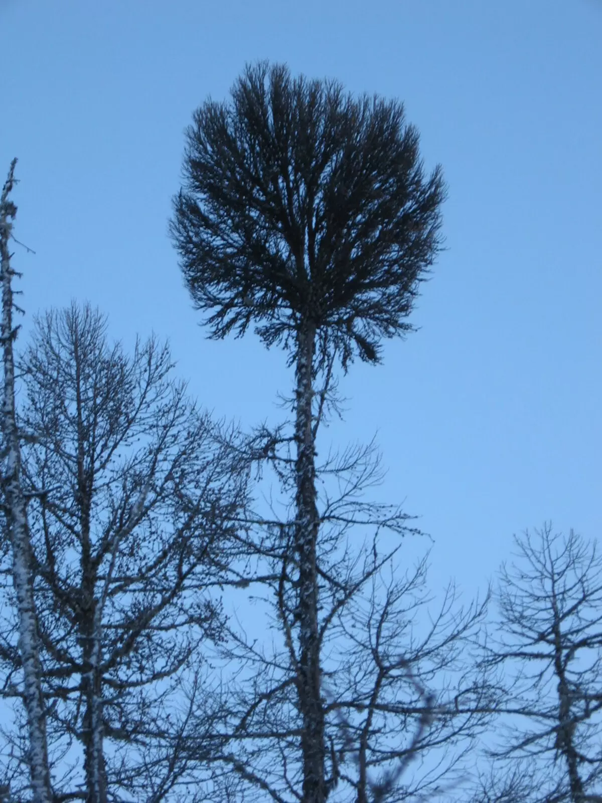 Wie wir als Republik Sakha (Yakutia) Sakha (Yakutia), Geodäsie, Arbeit gearbeitet haben