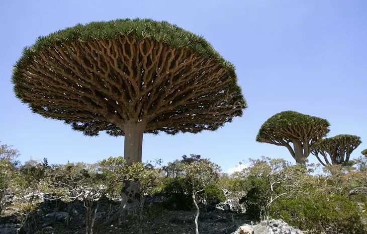 FAR SOCOTRA 12371_1