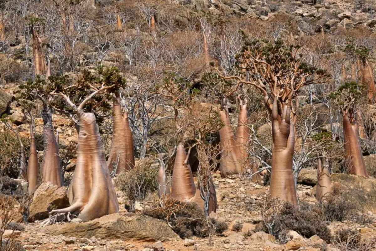 Byen lwen Socotra 12371_14