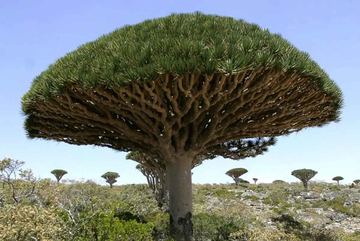 Daleč Socotra. 12371_16