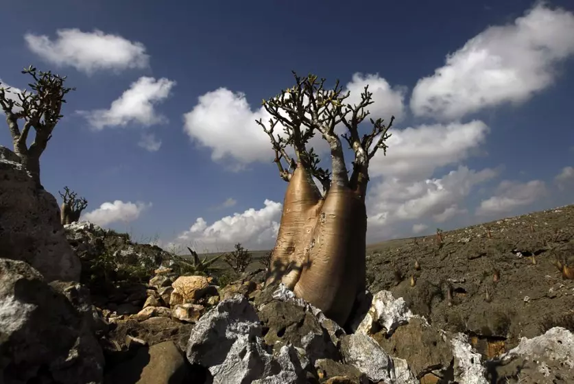 Daleč Socotra. 12371_18