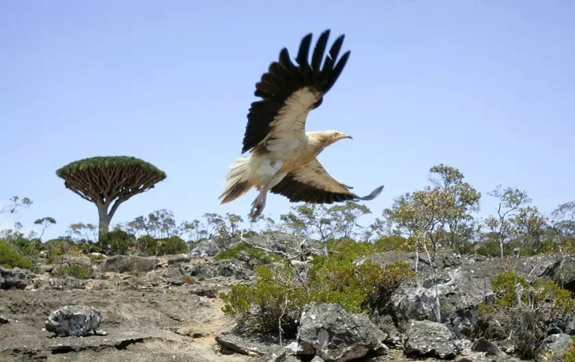 Byen lwen Socotra 12371_19