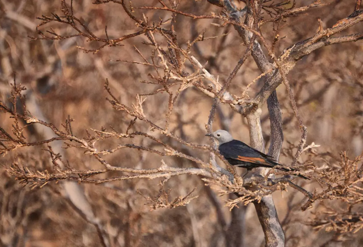 Ďaleko Socotra 12371_2