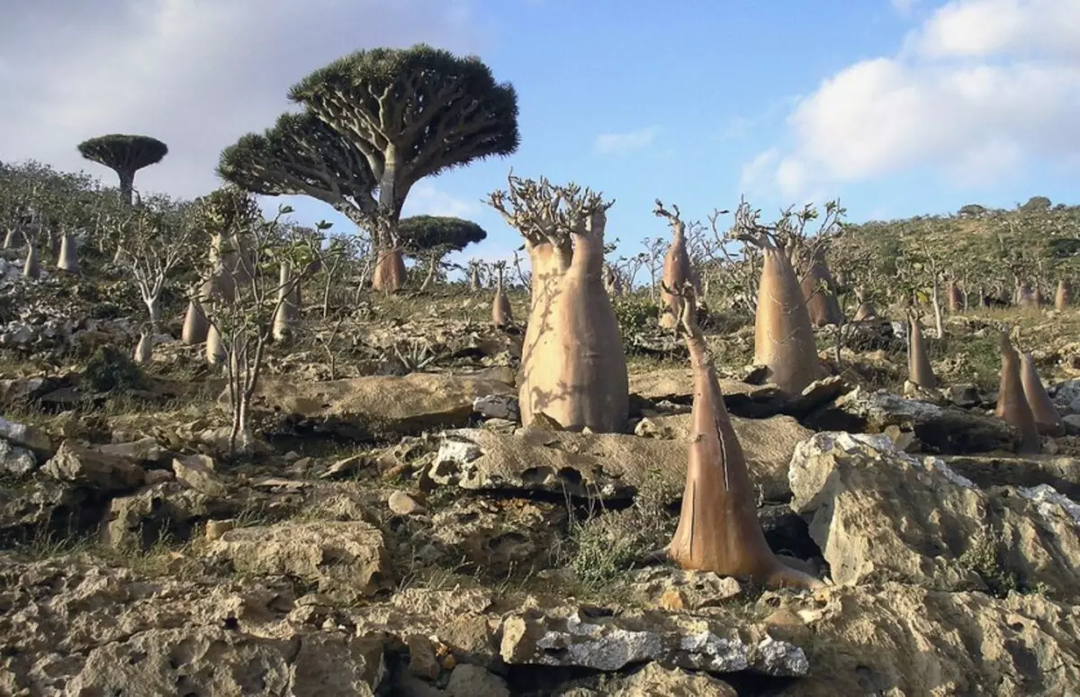 FAR SOCOTRA. 12371_6