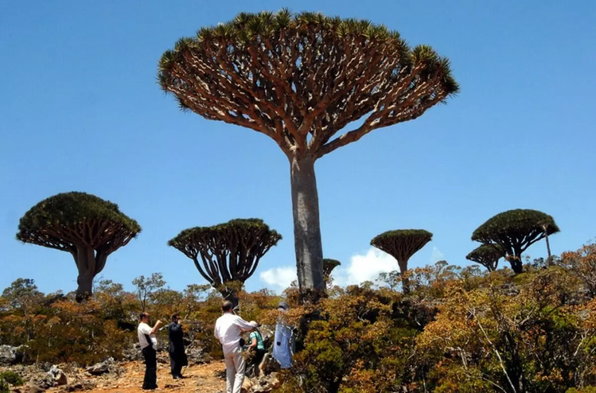 Byen lwen Socotra 12371_8