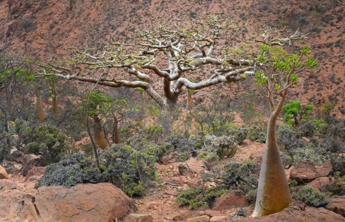 Byen lwen Socotra 12371_9